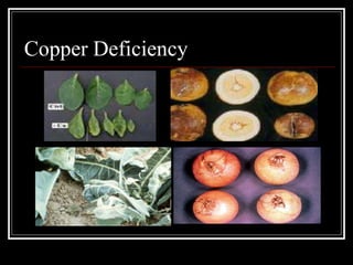 Nutrients deficiency symptoms in plants | PPT