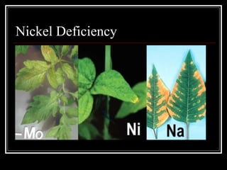 Nutrients deficiency symptoms in plants | PPT