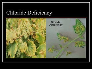 Chlorine Deficiency In Plants