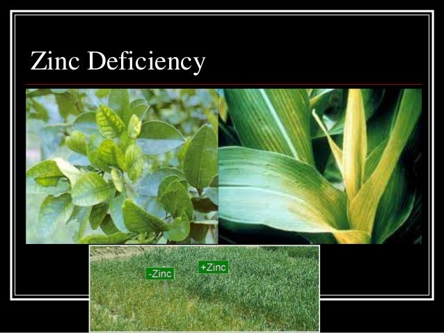 Nutrient Deficiency Symptoms In Plants Ppt | nutrienkarbo
