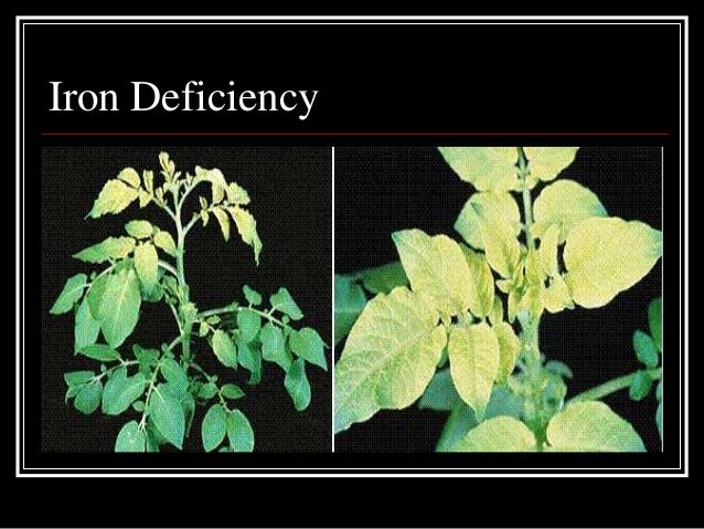 Micronutrient Deficiency Symptoms In Plants Ppt | nutrienkarbo