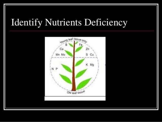 Micronutrient Deficiency In Plants-ppt | nutrienkarbo