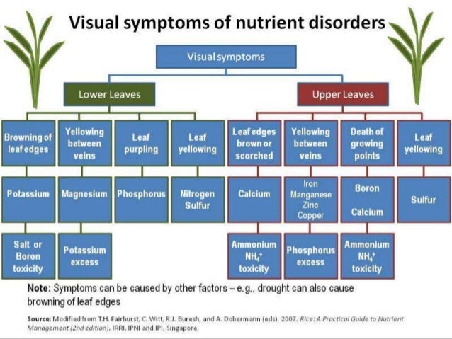 Nutrients deficiency symptoms in plants