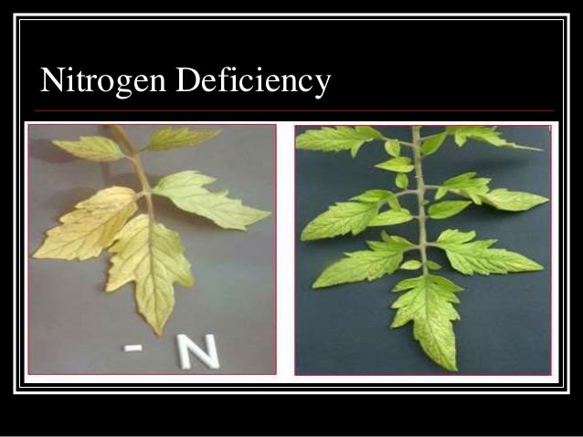 Micronutrient Deficiency Symptoms In Plants Ppt | nutrienkarbo