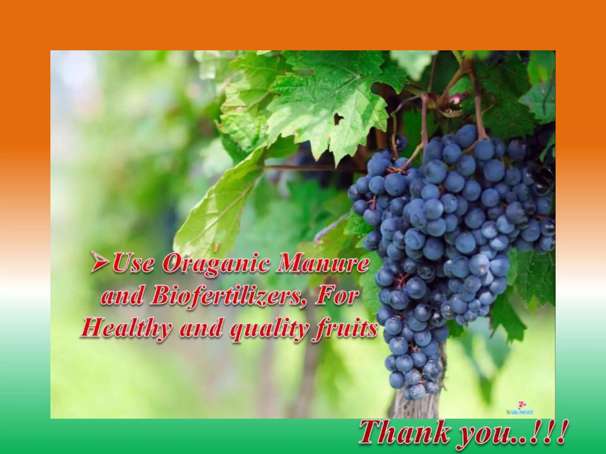 Nutrient sources vs. quality of fruits in tropical fruit crops | PPTX