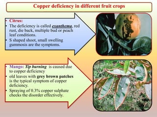 Nutrient sources vs. quality of fruits in tropical fruit crops | PPTX