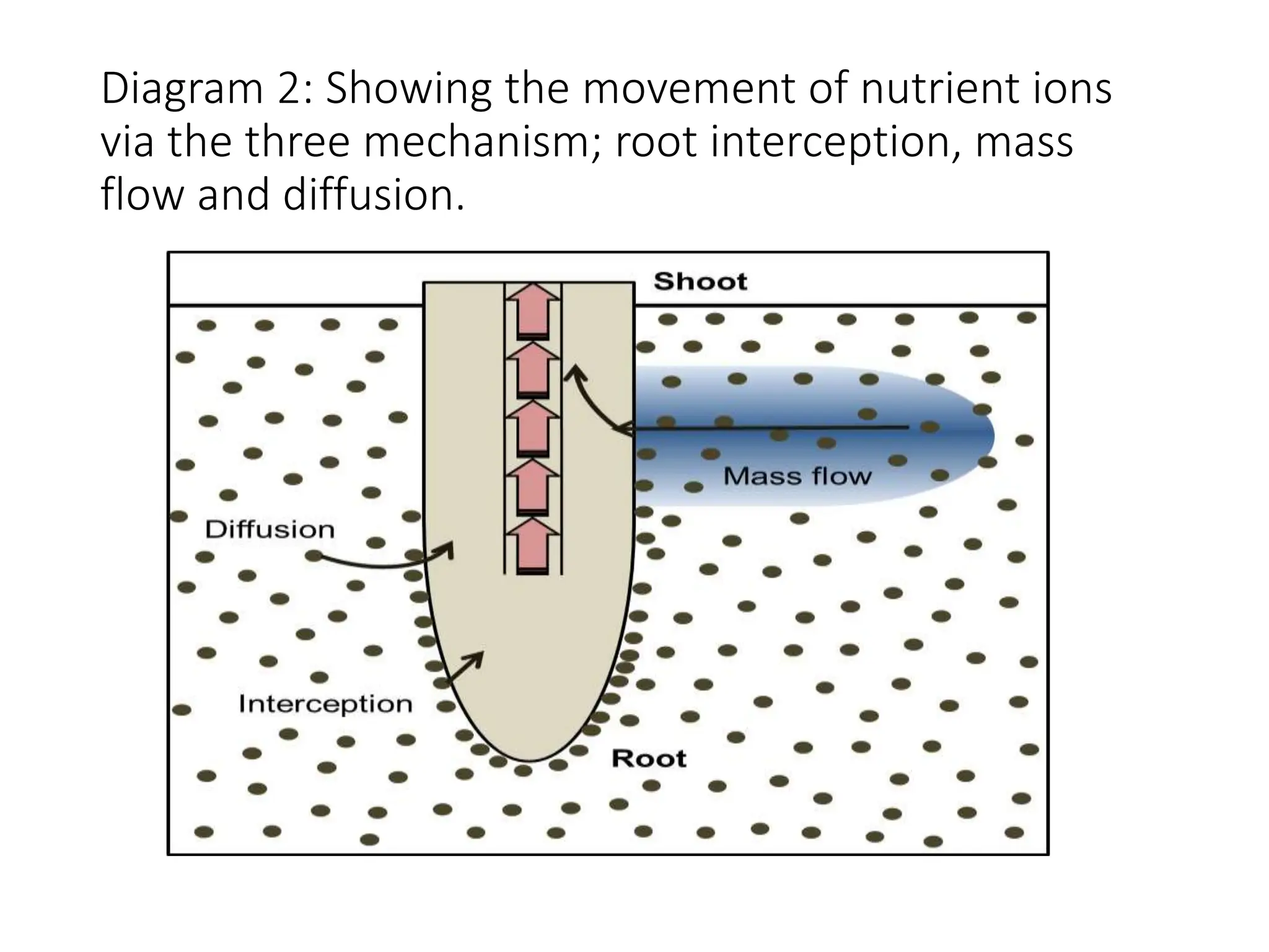 Nutrient Uptake- by plant WPS Office-1.pptx