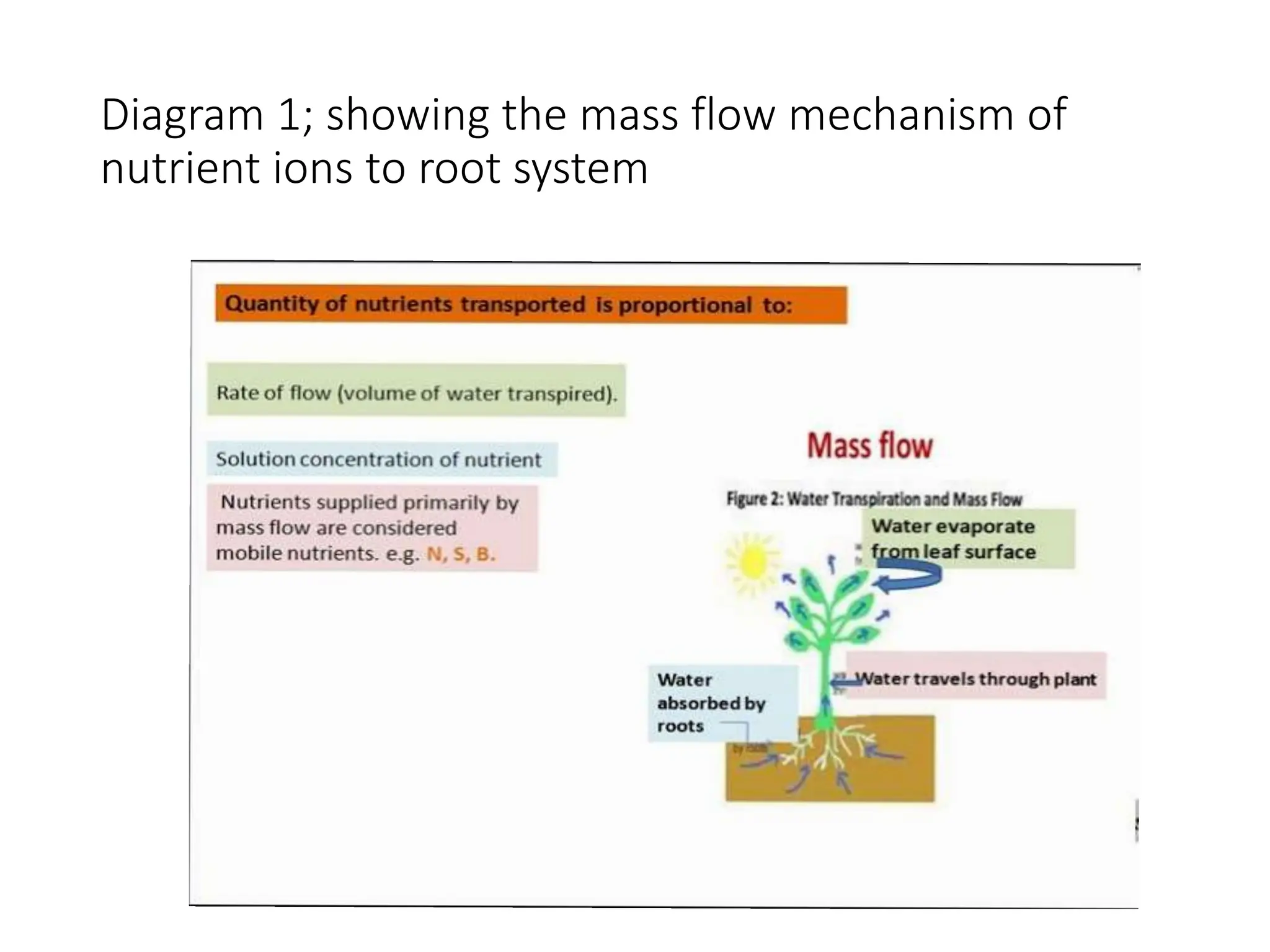 Nutrient Uptake- by plant WPS Office-1.pptx