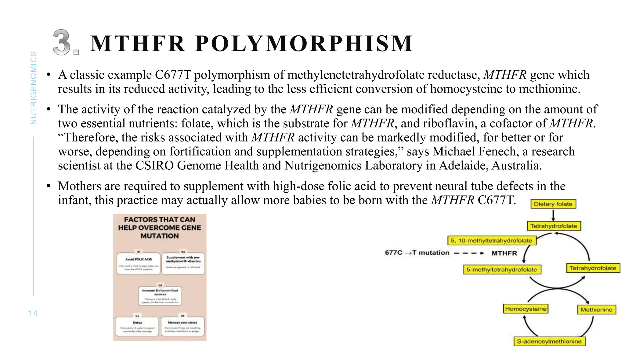 Nutrigenomics | PPTX