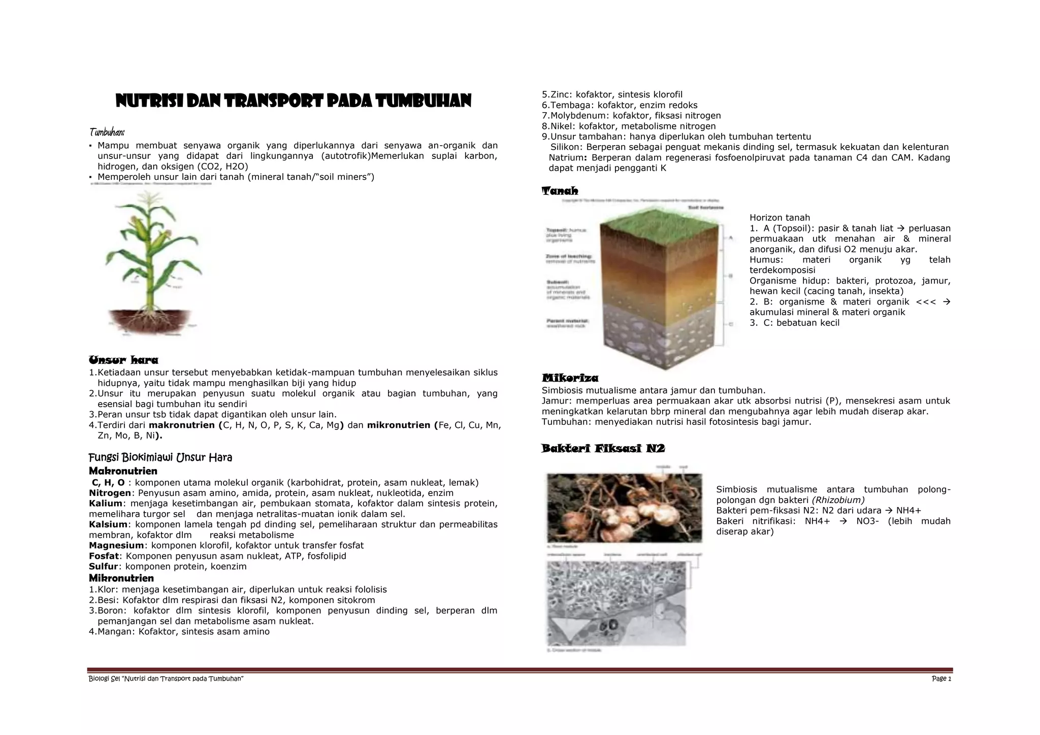 Nutrisi dan transport pada tumbuhan | DOCX
