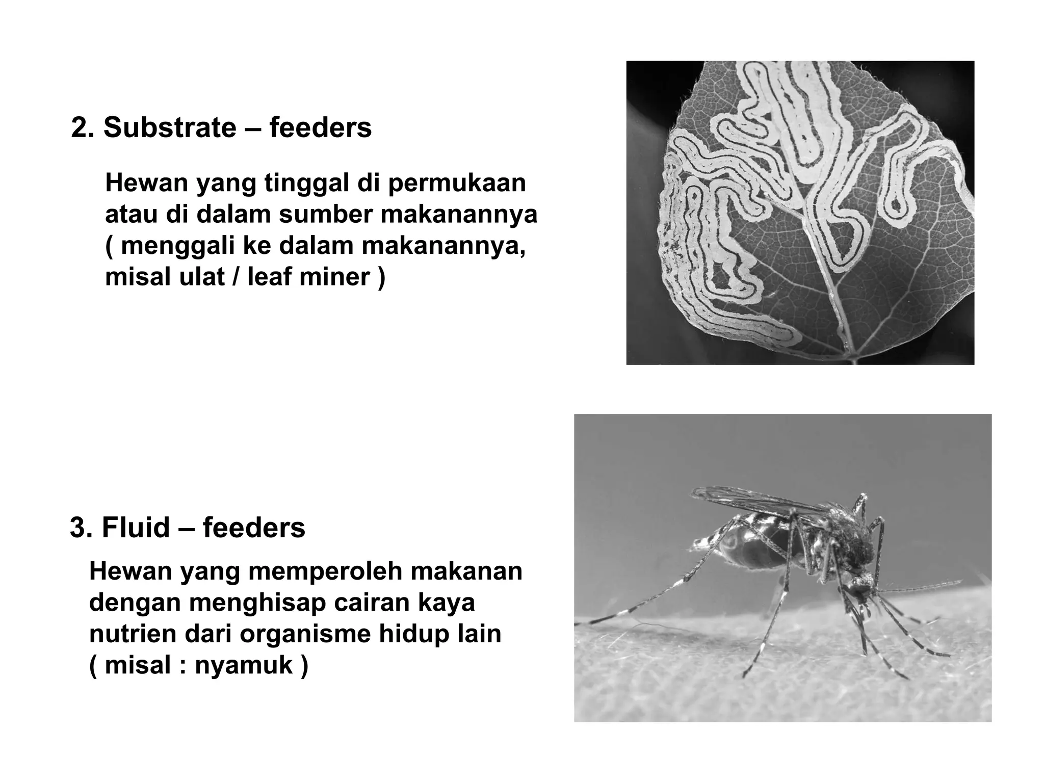 Nutrisi hewan dan Sistem Pemcernaannya.ppt