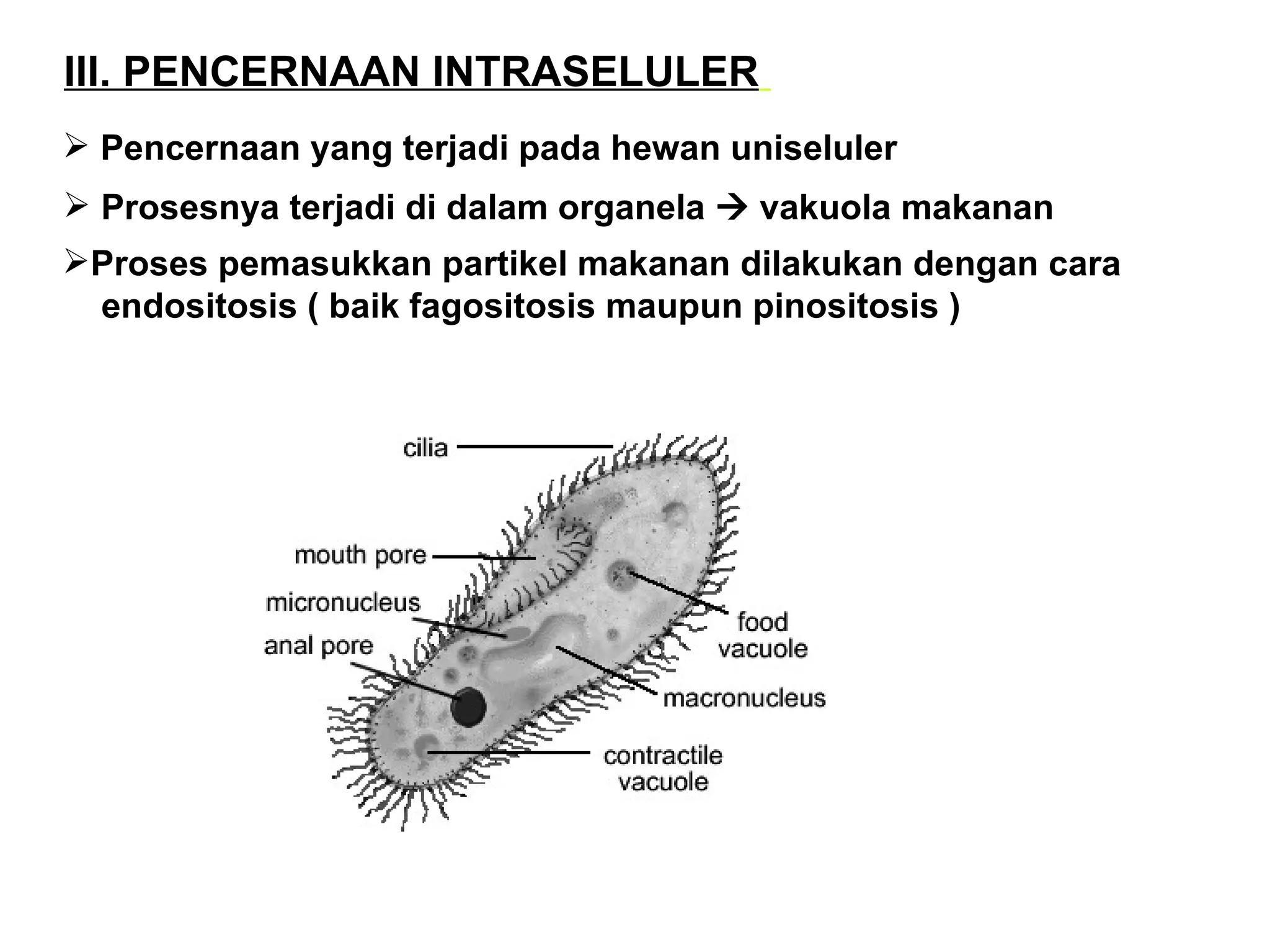 Nutrisi hewan dan Sistem Pemcernaannya.ppt