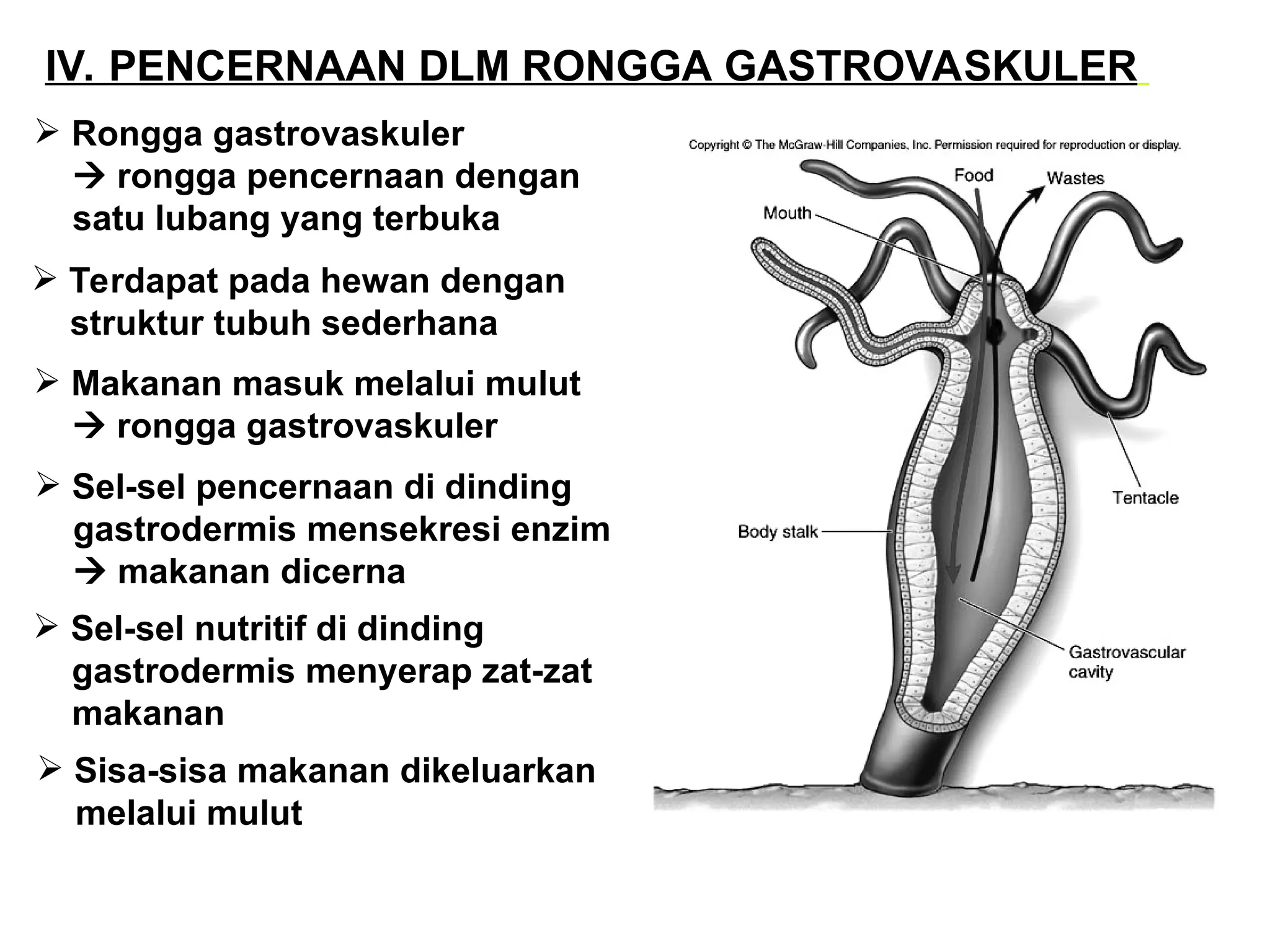 Nutrisi hewan dan Sistem Pemcernaannya.ppt