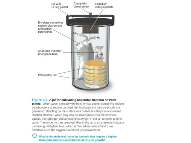 Nutrisi Mikrobia in the world new again.pptx