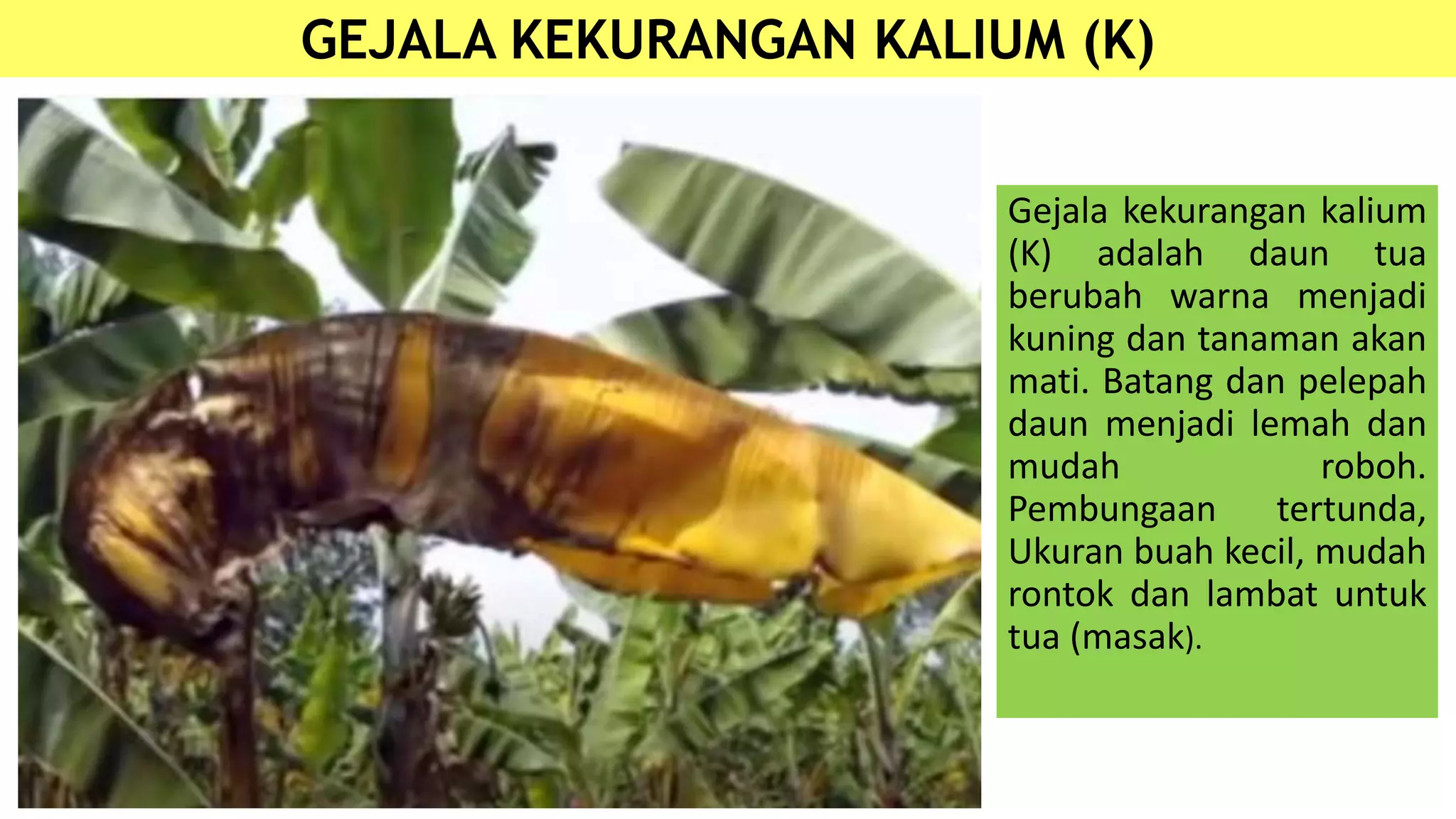 Nutrisi pada Pisang | PPTX