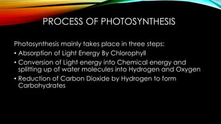 Nutrition in Plants and Animals | PPTX