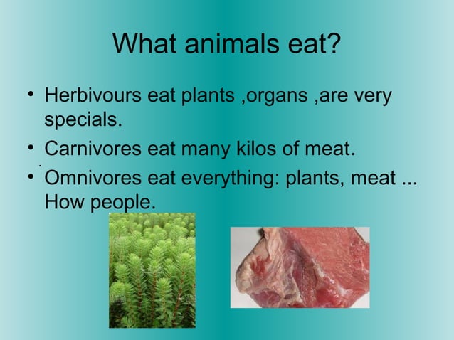 Animals Nutrition | PPT