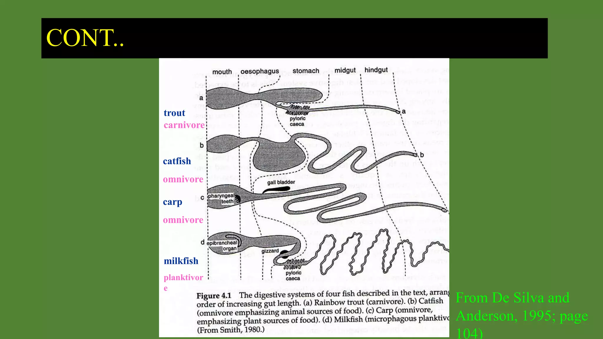 Digestive physiology of herbivorous fish | PPTX