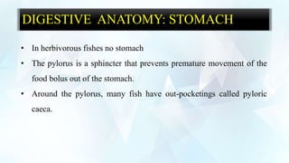 Digestive physiology of herbivorous fish | PPTX