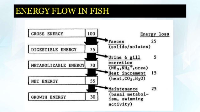 Digestive physiology of herbivorous fish
