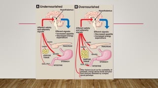 nutrition, obesity and body weight regulation | PPTX