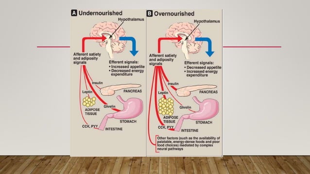 nutrition, obesity and body weight regulation | PPT