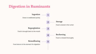 Nutrition-in-Animals.ppt /7th class/ science/ samyans academy | PDF