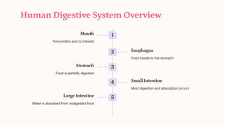 Nutrition-in-Animals.ppt /7th class/ science/ samyans academy | PDF
