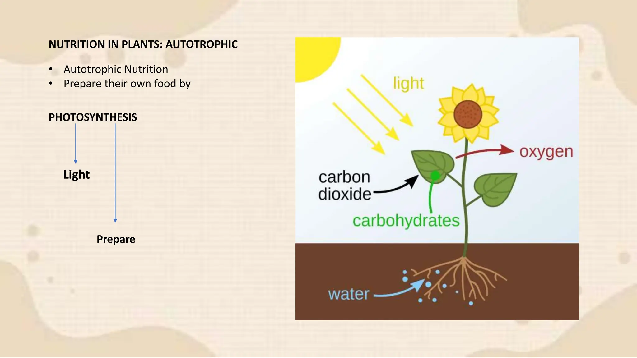 Nutrition-in-plants.pptx genbio reviewer | PPTX