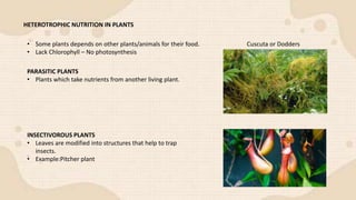 Nutrition-in-plants.pptx genbio reviewer | PPT