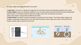 Nutrition-in-plants.pptx genbio reviewer | PPT