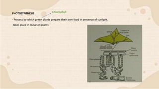 Nutrition-in-plants.pptx genbio reviewer | PPT