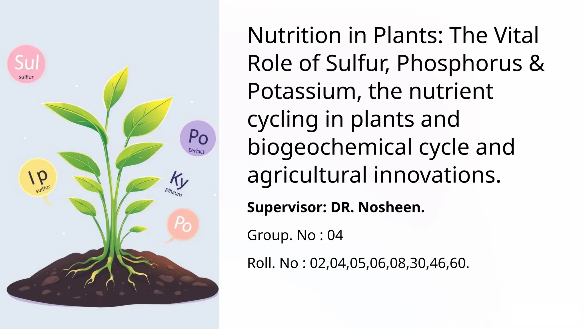 Nutrition-in-Plants-The-Vital-Role-of-Sulfur-Phosphorus-and-Potassium.pptx