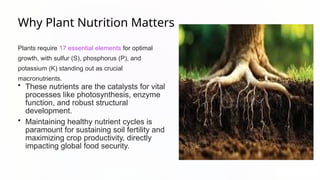 Nutrition-in-Plants-The-Vital-Role-of-Sulfur-Phosphorus-and-Potassium.pptx