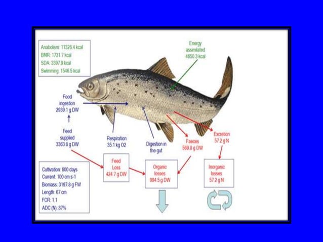 Nutritional bioenergetics in fish | PPTX | Chemistry | Science