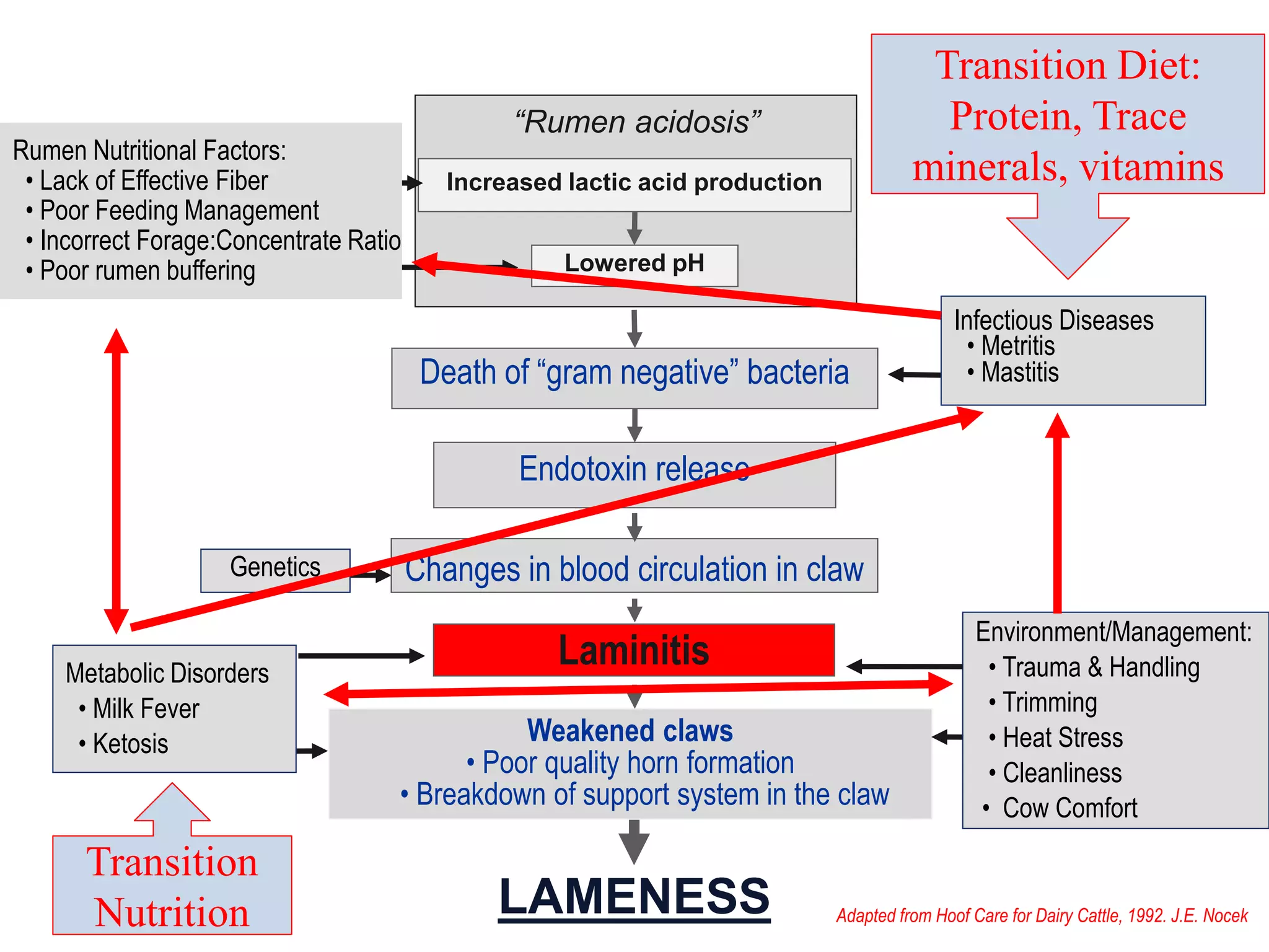 Nutritional Causes of Lameness | PPTX