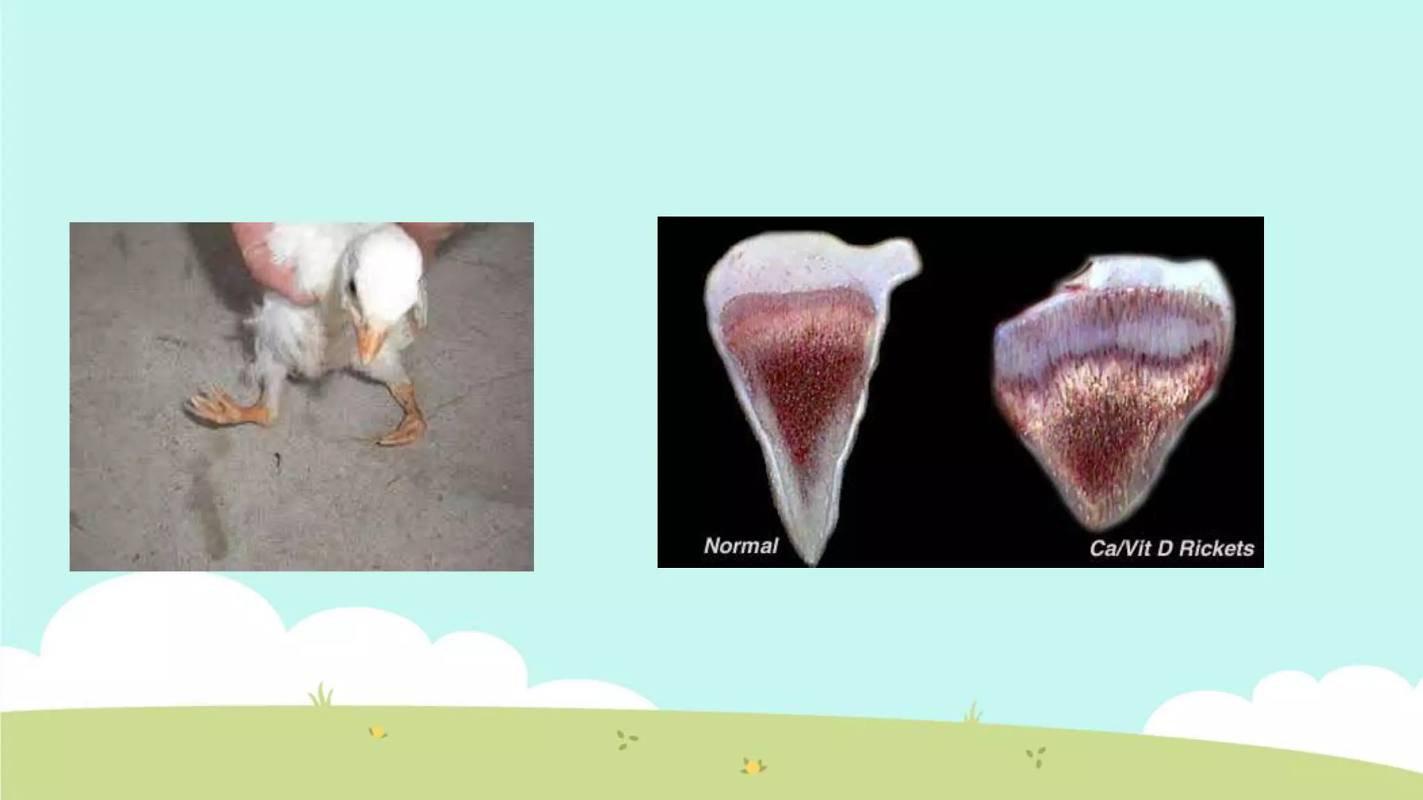 Nutritional deficiency syndromes in Poultry | PPTX