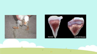 Nutritional deficiency syndromes in Poultry | PPTX