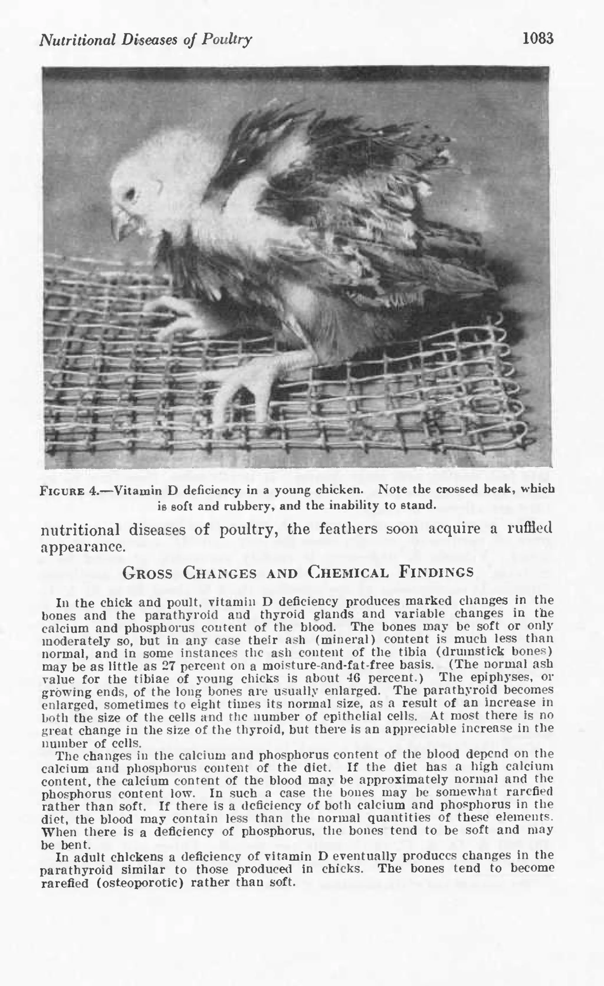 Nutritional diseases of poultry | PDF