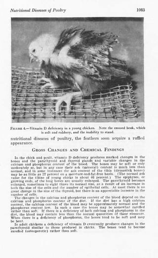 Nutritional diseases of poultry | PDF
