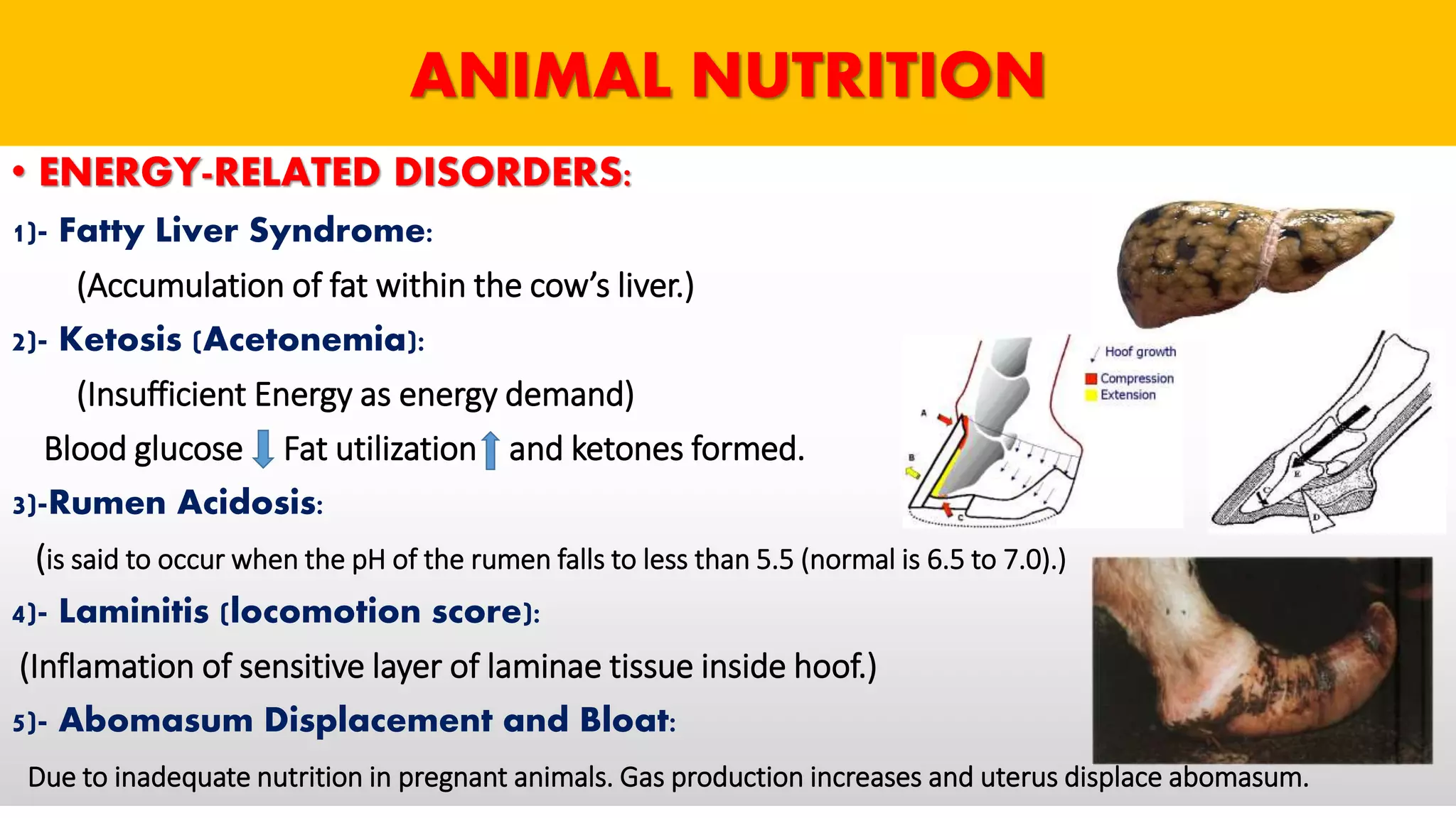 Nutritional disorders of ruminants | PPTX