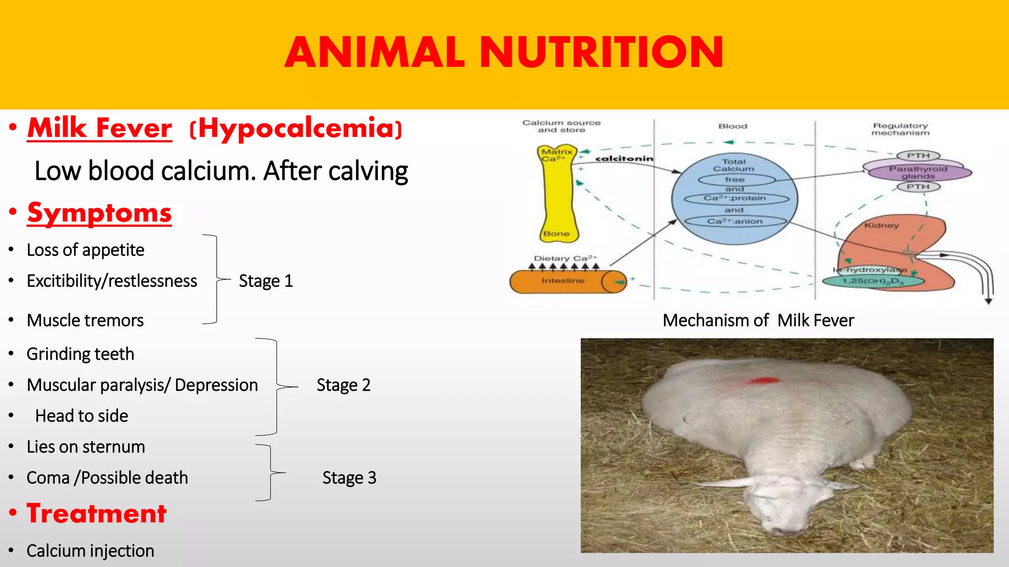 Nutritional disorders of ruminants | PPTX