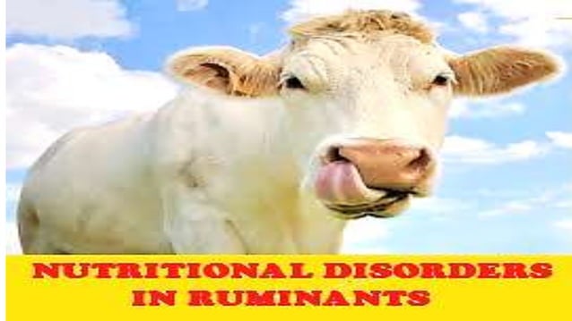 Nutritional disorders of ruminants | PPTX | Digestive Disorders ...