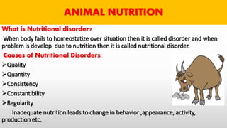 Nutritional disorders of ruminants | PPTX