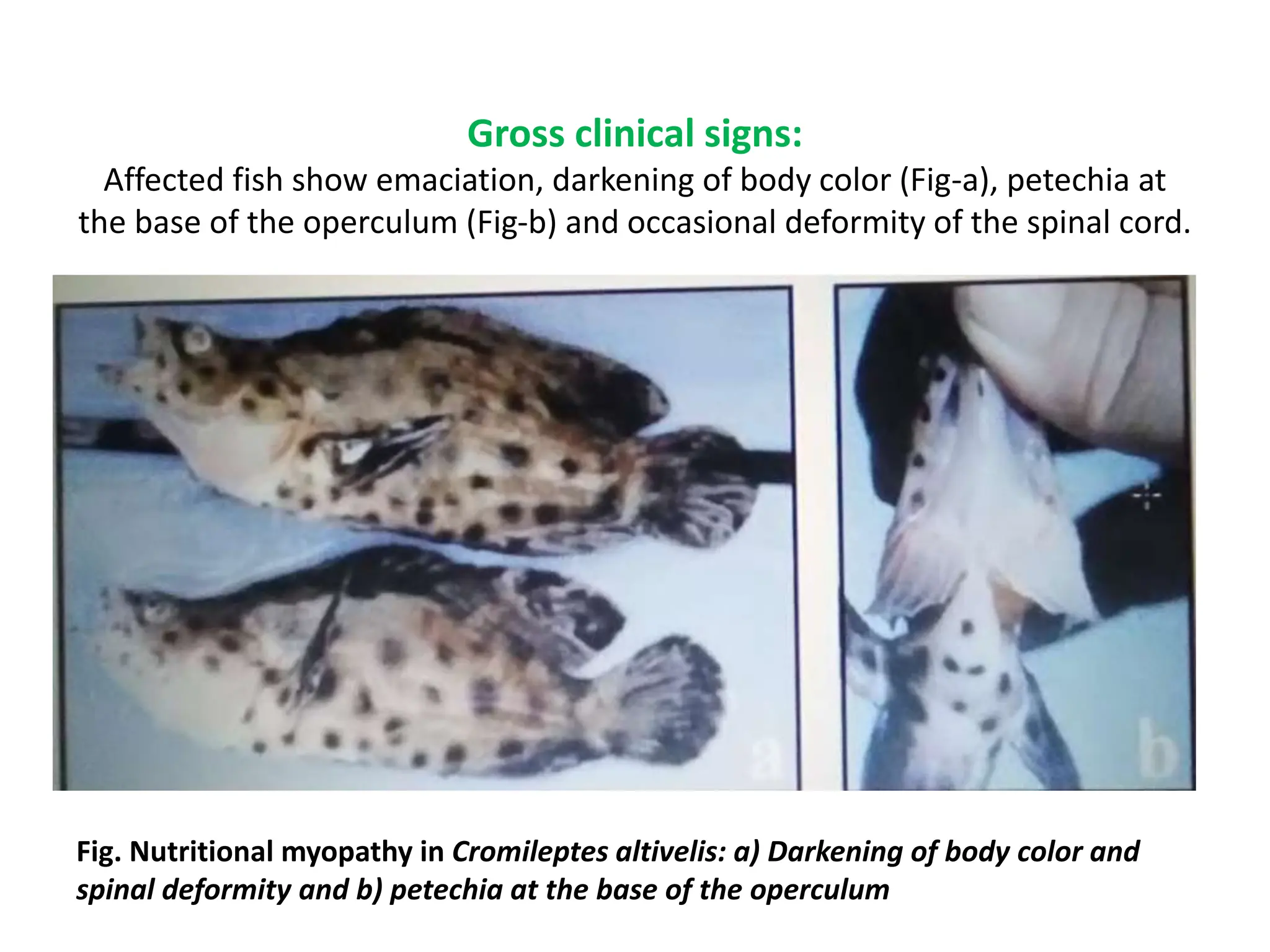 Nutritional Disorders Of Fish GROUP -5.pptx