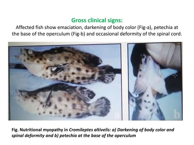 Nutritional Disorders Of Fish GROUP -5.pptx