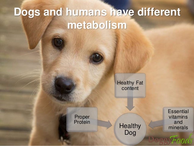 Dog Food Nutrition Facts Dog Nutritional Requirements From DoggyFoods dog-food-nutrition-facts-dog-nutritional-requirements-from-doggyfoods
