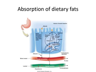 Nutritional importance of fats | PPTX
