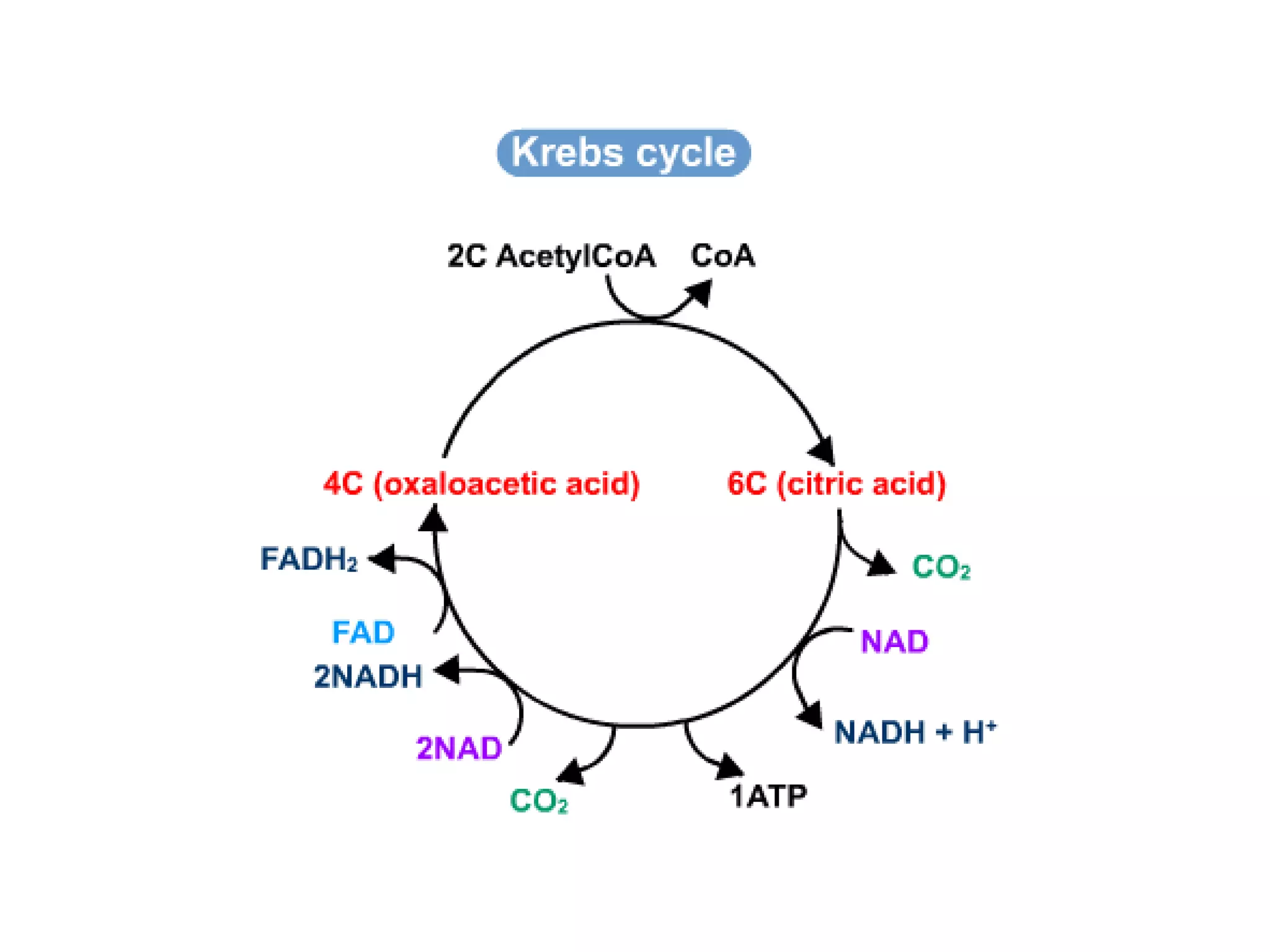 Medical Biochemistry | FooD and Nutrition : Nutritional importance of ...