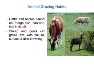 Nutritional management of grazing livestock | PPTX